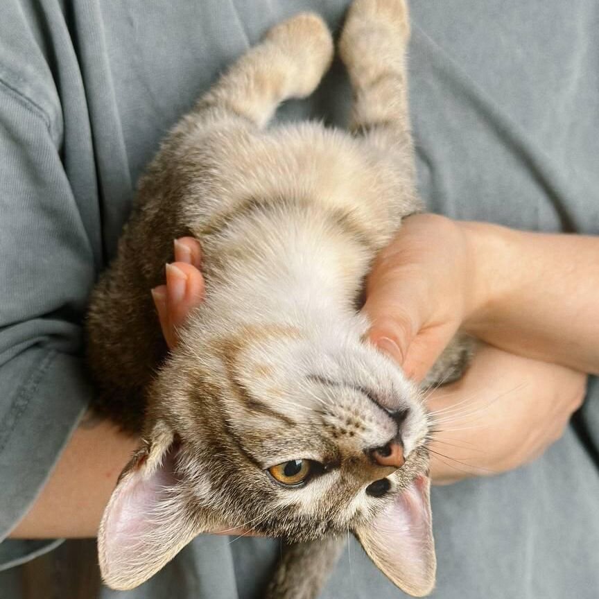 Котёнок в добрые руки