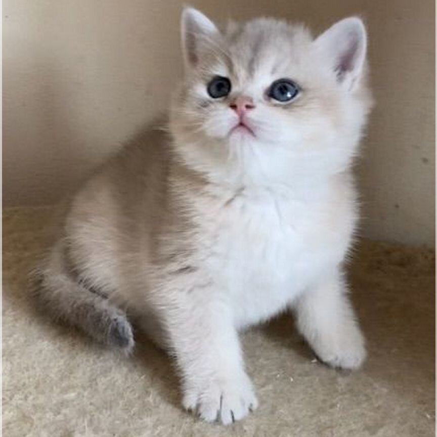 Британский короткошёрстный котёнок