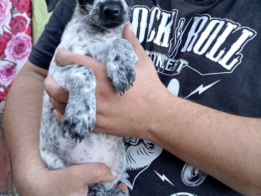 Пегас Спаниель метис 2 месяца