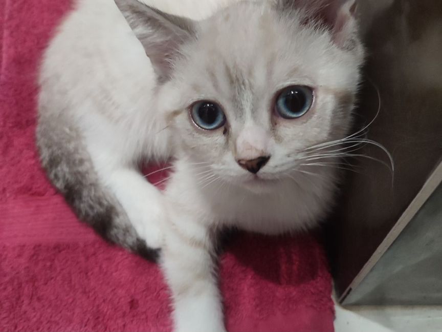 Тайский котенок
