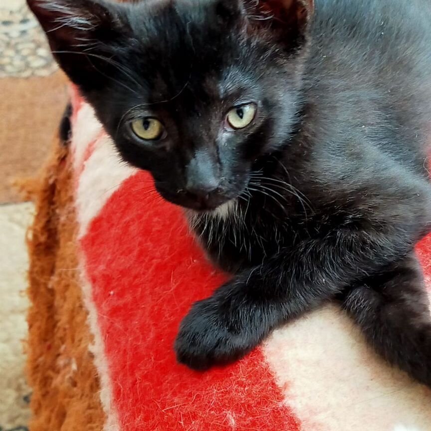 Котенок