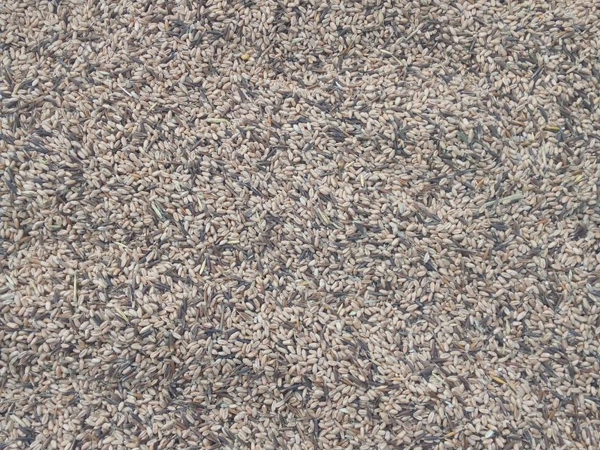 Бункерная пшеница