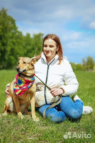 Небольшая собачка