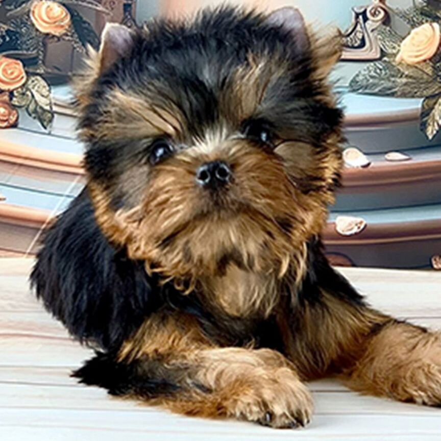 Йоркширский терьер щенок девочка