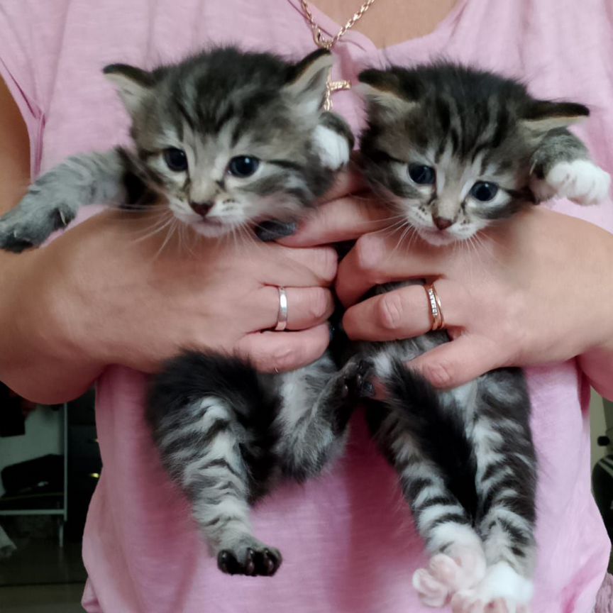 Котята в добрые руки