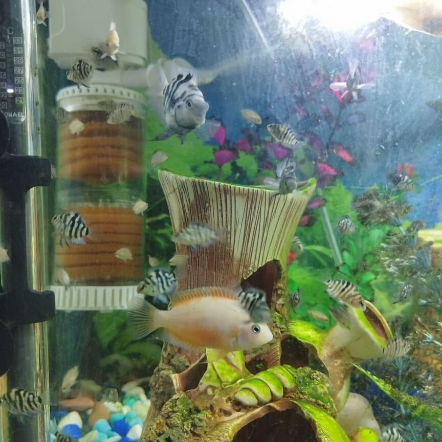 Аквариумные рыбки цихлиды