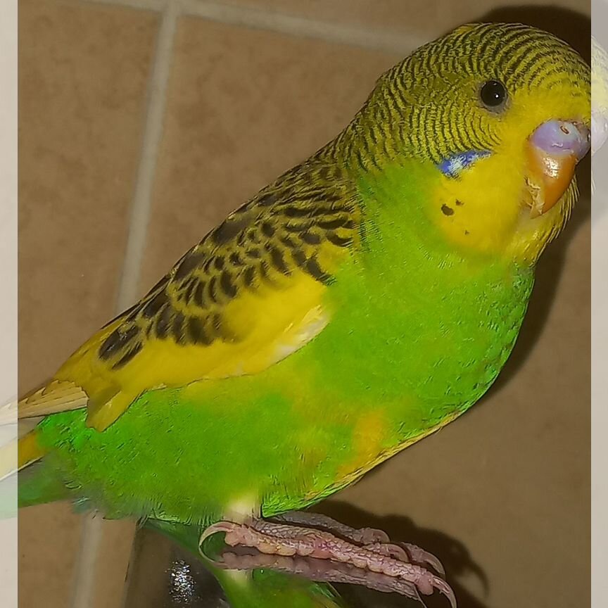 Волнистый попугай ручной и говорящий