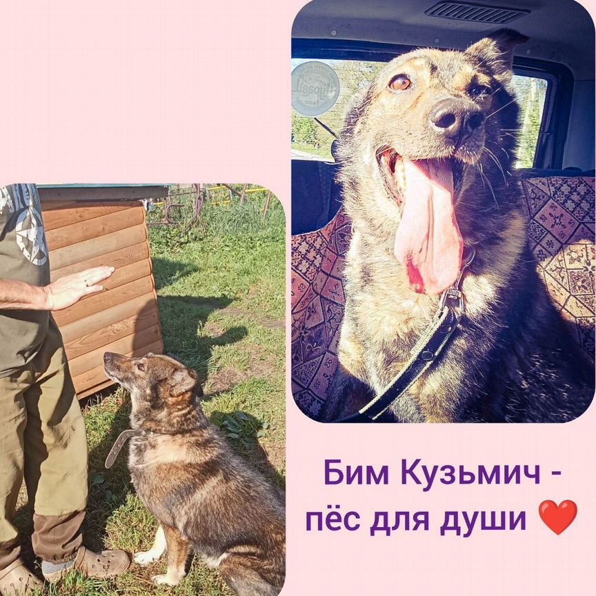 Бимка душевный пёс Собака в добрые руки будка двор