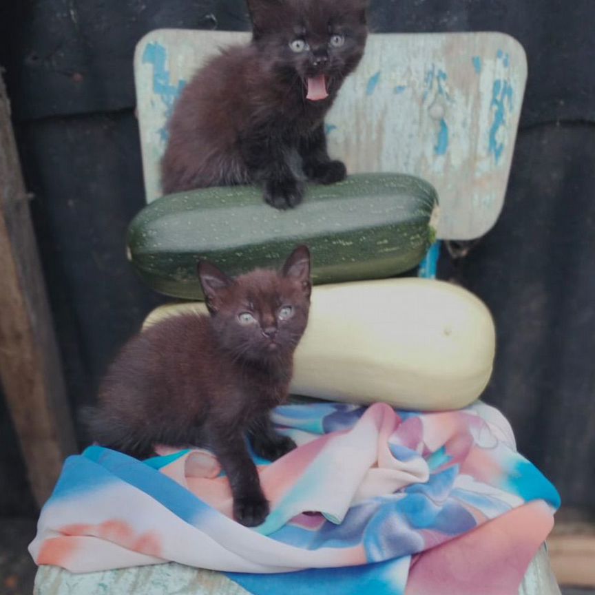 Котята черные