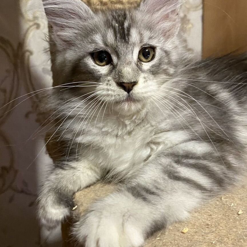 Серебряная девочка