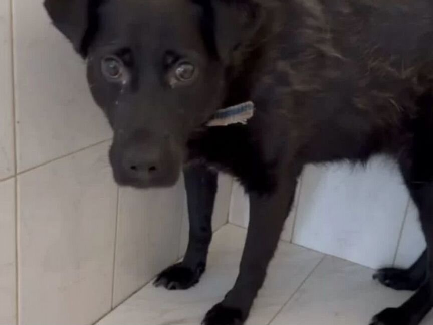 Собака ждет на знакомство нужна передержка