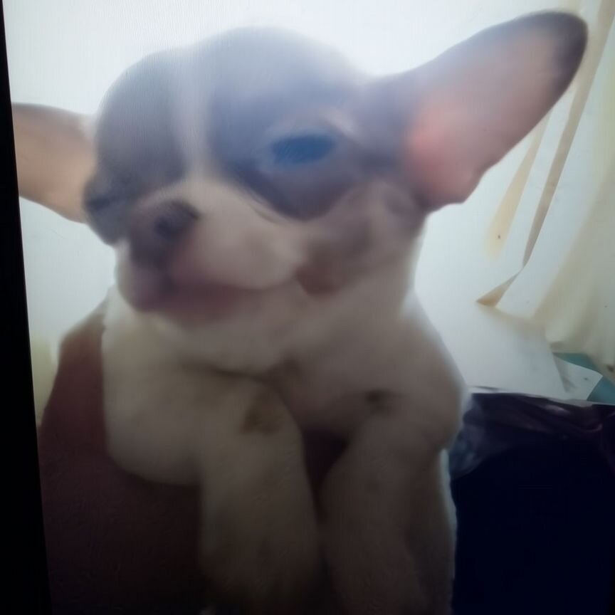 Чихуахуа, щенок