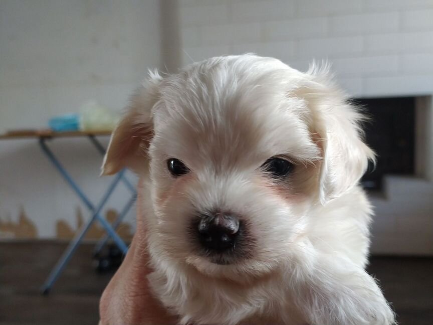 Мальтийская болонка мини