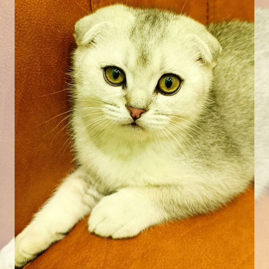 Шотландский вислоухий короткошёрстный котёнок