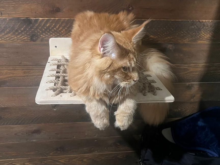 Настенный гамак для кошек