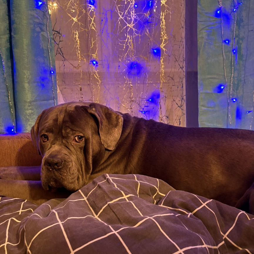 Кане-корсо, взрослый пёс