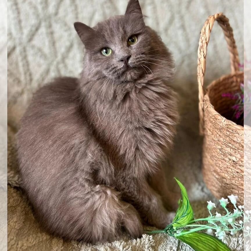Кошечка котенок пушистая голубая 7 месяцев