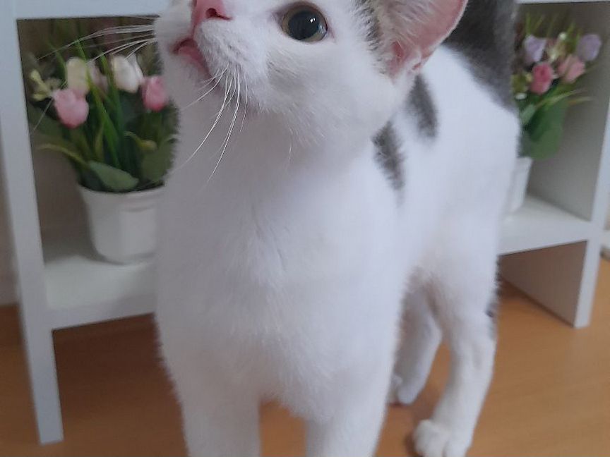 Антошка - кастрат 7 месяцев