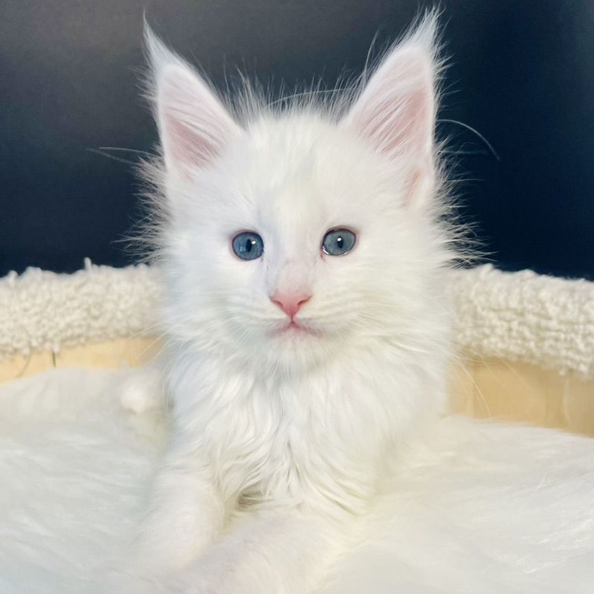 Мейн-кун котёнок