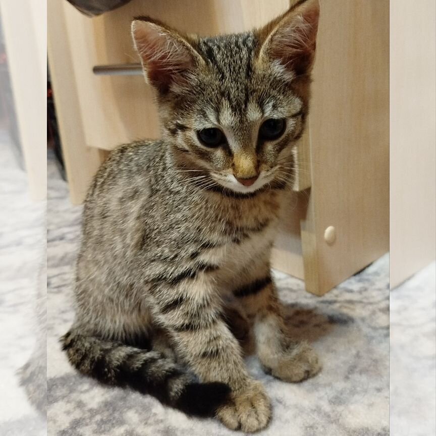 Котёнок в добрые руки