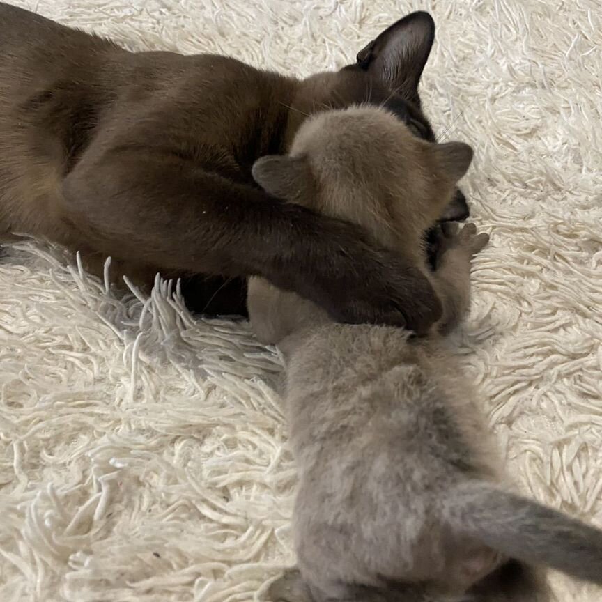 Бурманский котенок