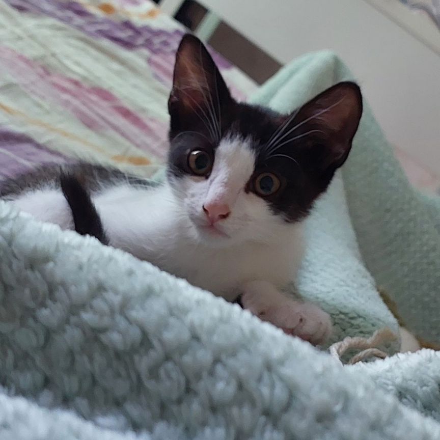 Котенок в дар бесплатно