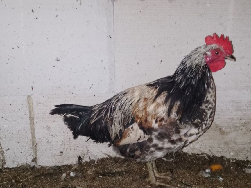 Продам петуха