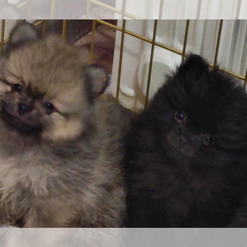 Щенки немецкого шпица