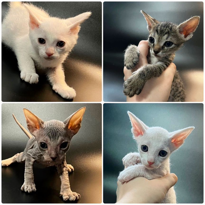 Котята донского сфинкса