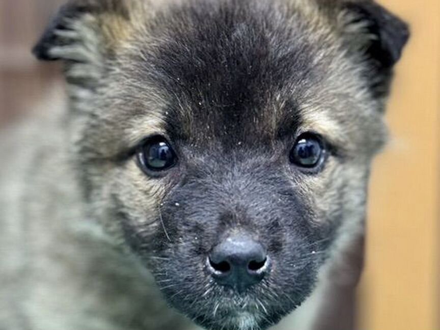 Щенок Розочка. 1,5 месяца. В дар