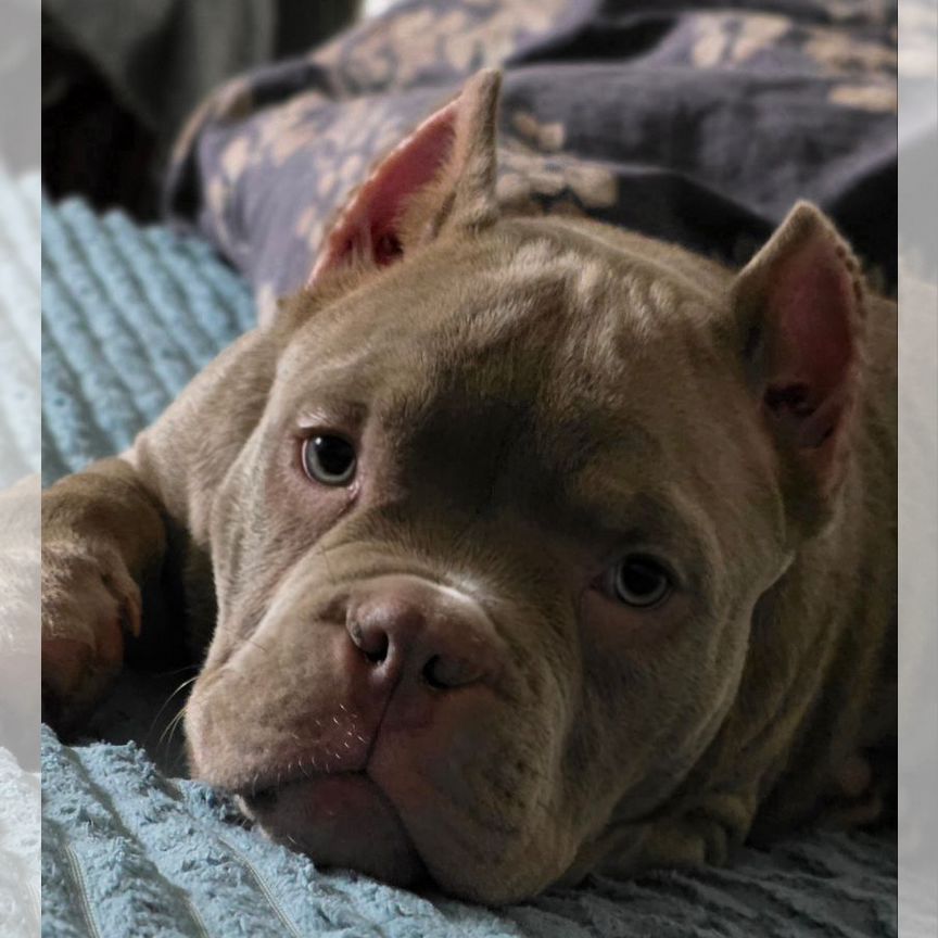 Американский булли, щенок