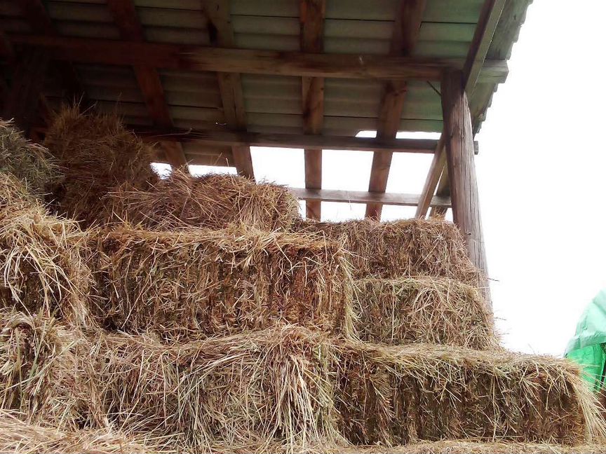 Сено луговое