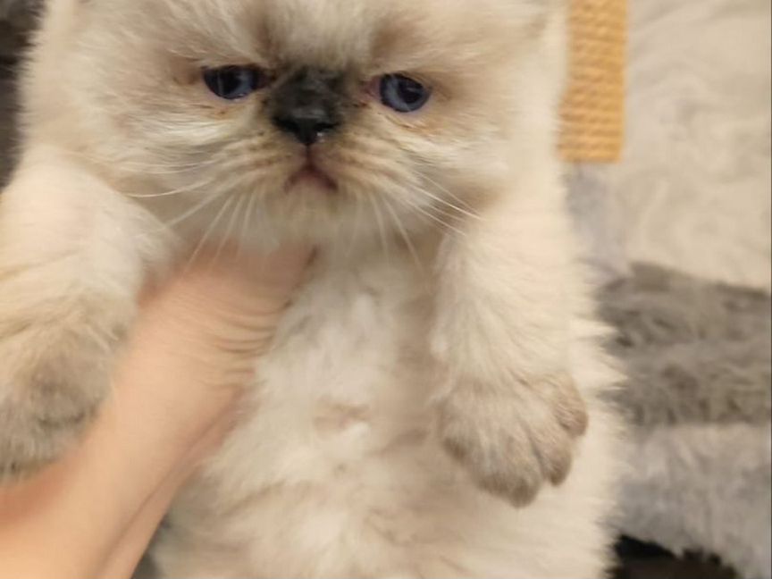 Персидский котёнок
