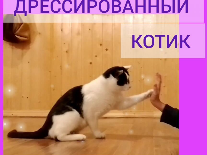Дрессированный котик. Котенок Кошка кошечка