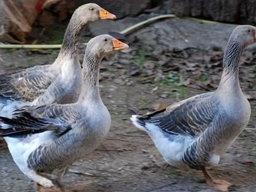 Гуси на племя и мясо, линда и серые крупные