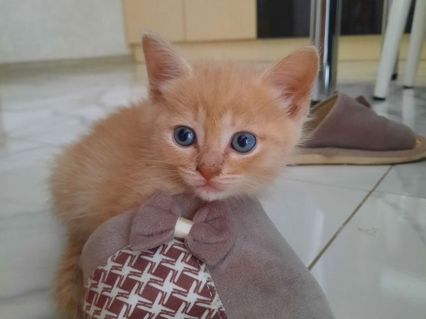 Котенок беспородный
