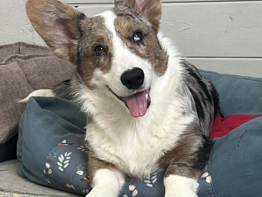 Вельш-корги кардиган мраморный