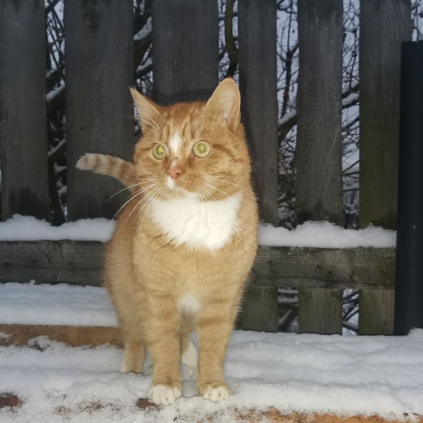 Взрослый кот в добрые руки