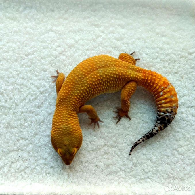 Эублефар shtct Blood phet TA