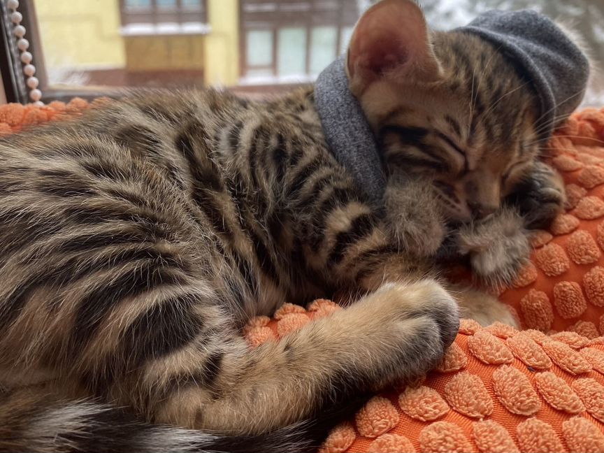 Бенгальские котята