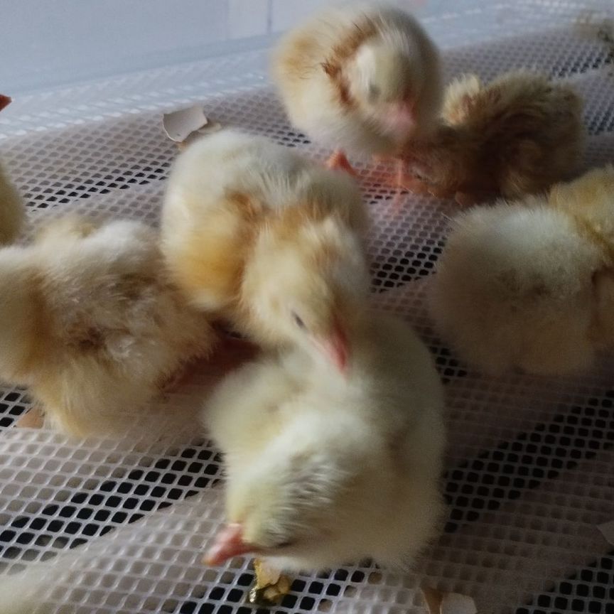 Цыплята бройлеры росс 308