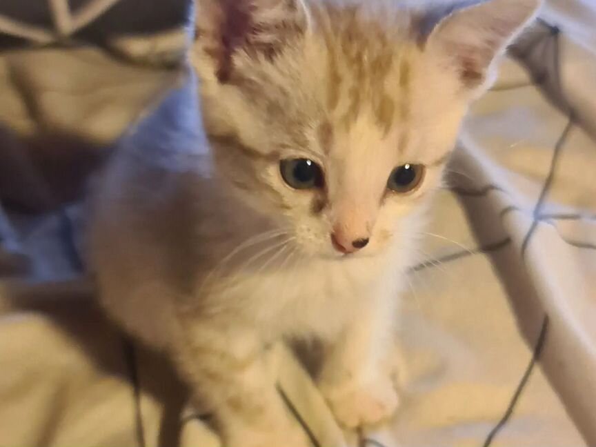 Котята в добрые руки бесплатно мальчик