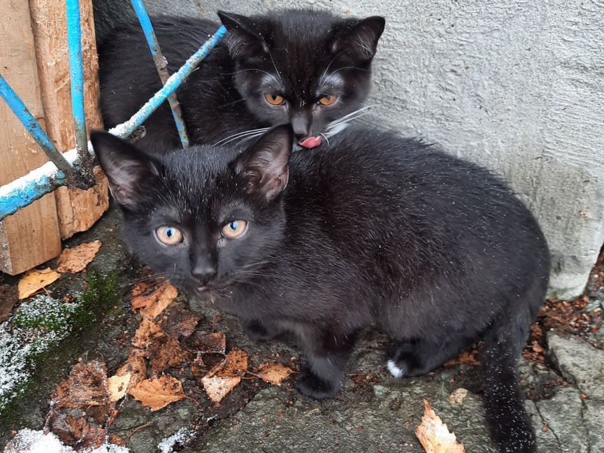 Котята отдам бесплатно