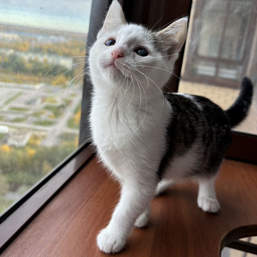 Котёнок девочка