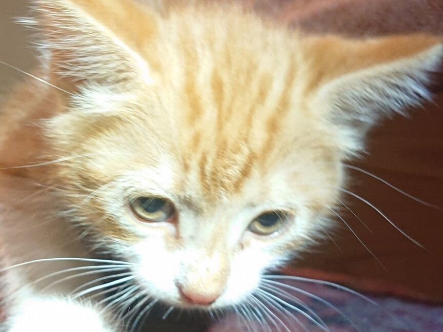 Котёнок. Котёночек