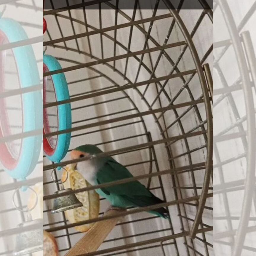 Попугай не розлучник