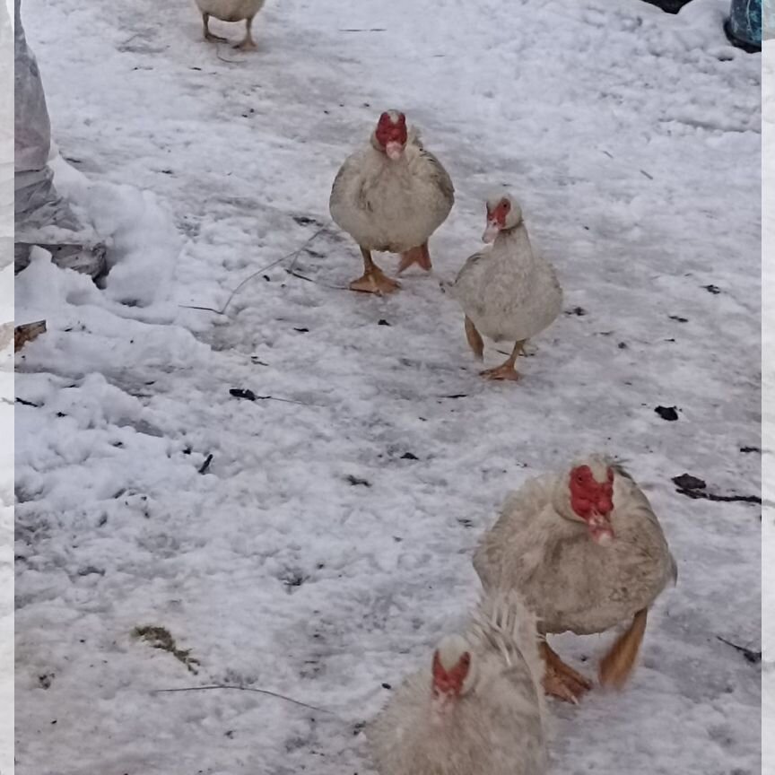 Мускусные утки