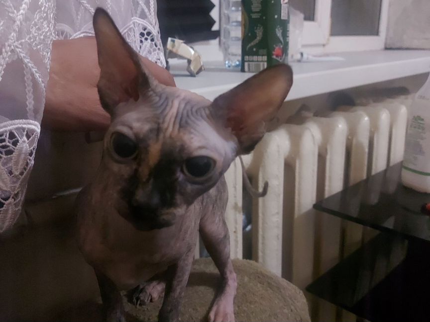 Канадский сфинкс кошка