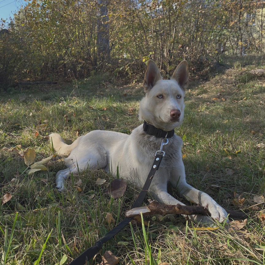 Собака в добрые руки