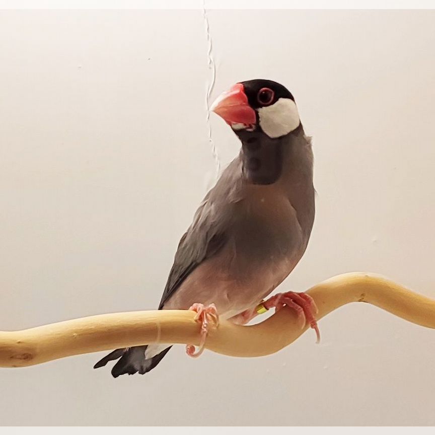 Рисовые амадины